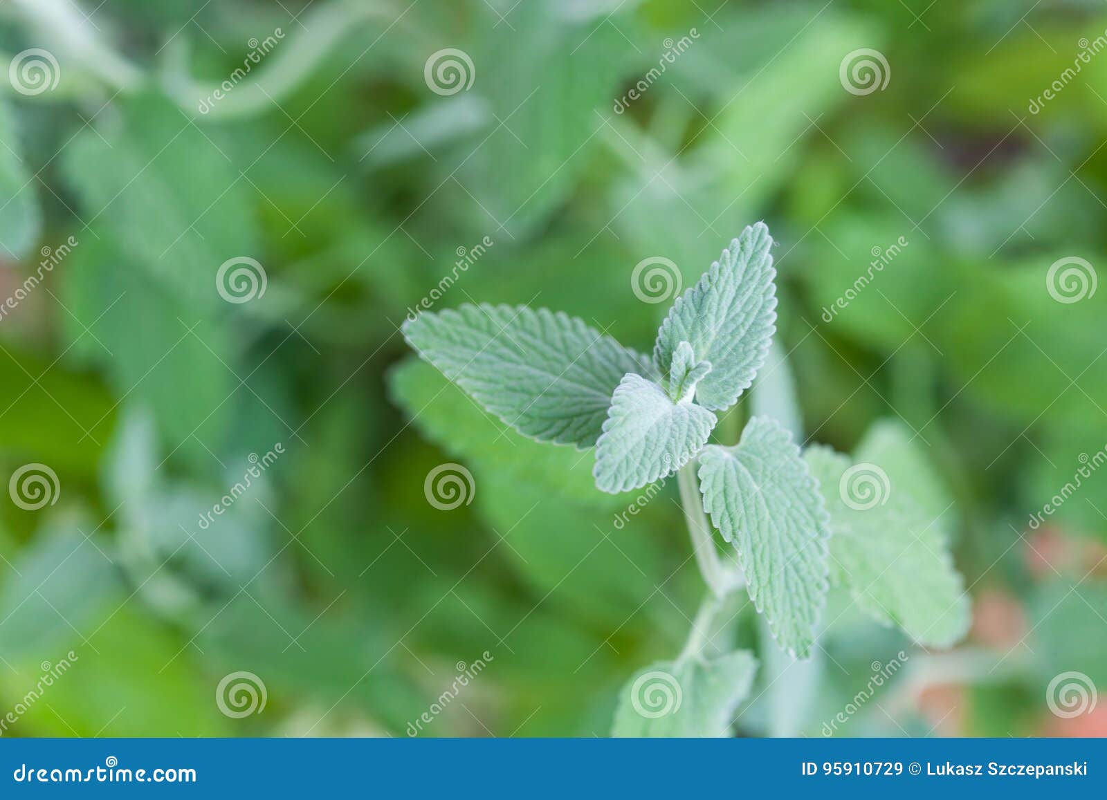 Closeup of Catnip on Green Background Stock Image - Image of growing ...