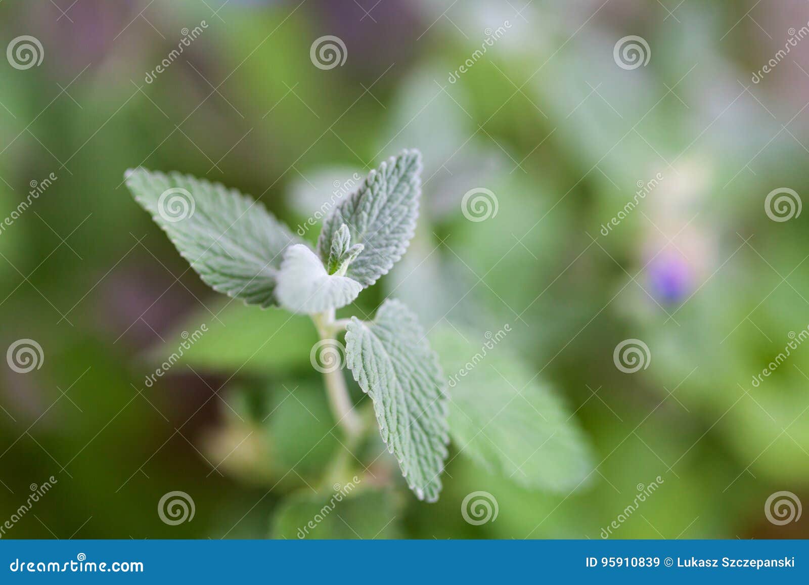 Closeup of Catnip on Green Background Stock Image - Image of remedy ...