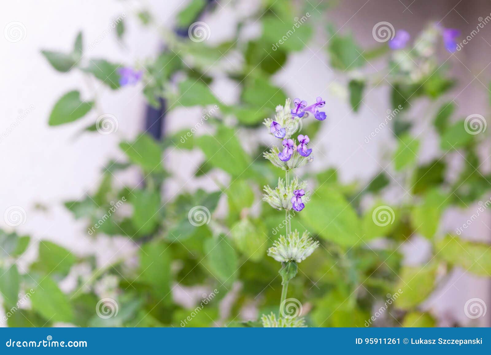 Closeup of Catnip on Green Background Stock Image - Image of medicine ...