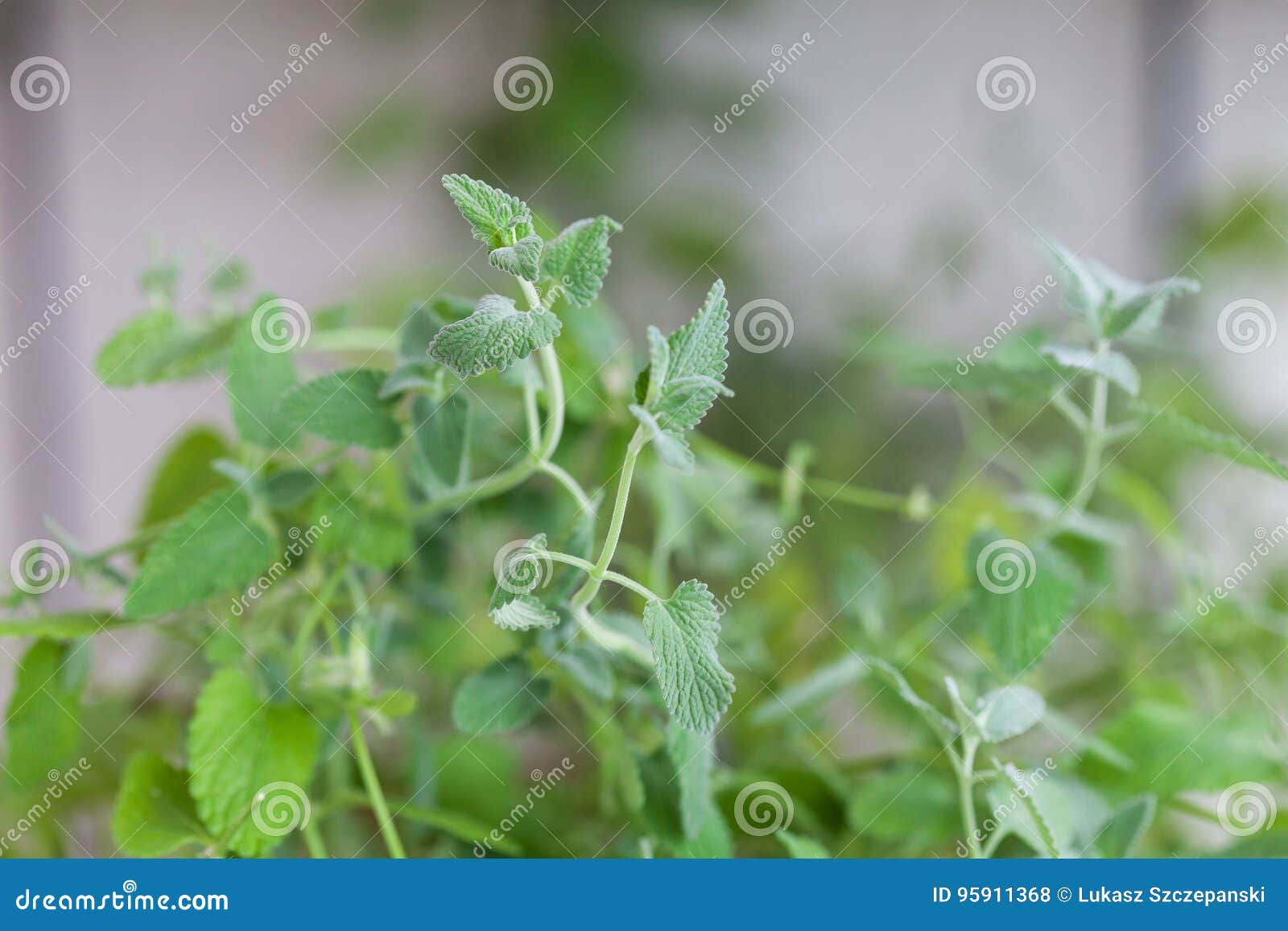 Closeup of Catnip on Green Background Stock Photo - Image of medicinal ...