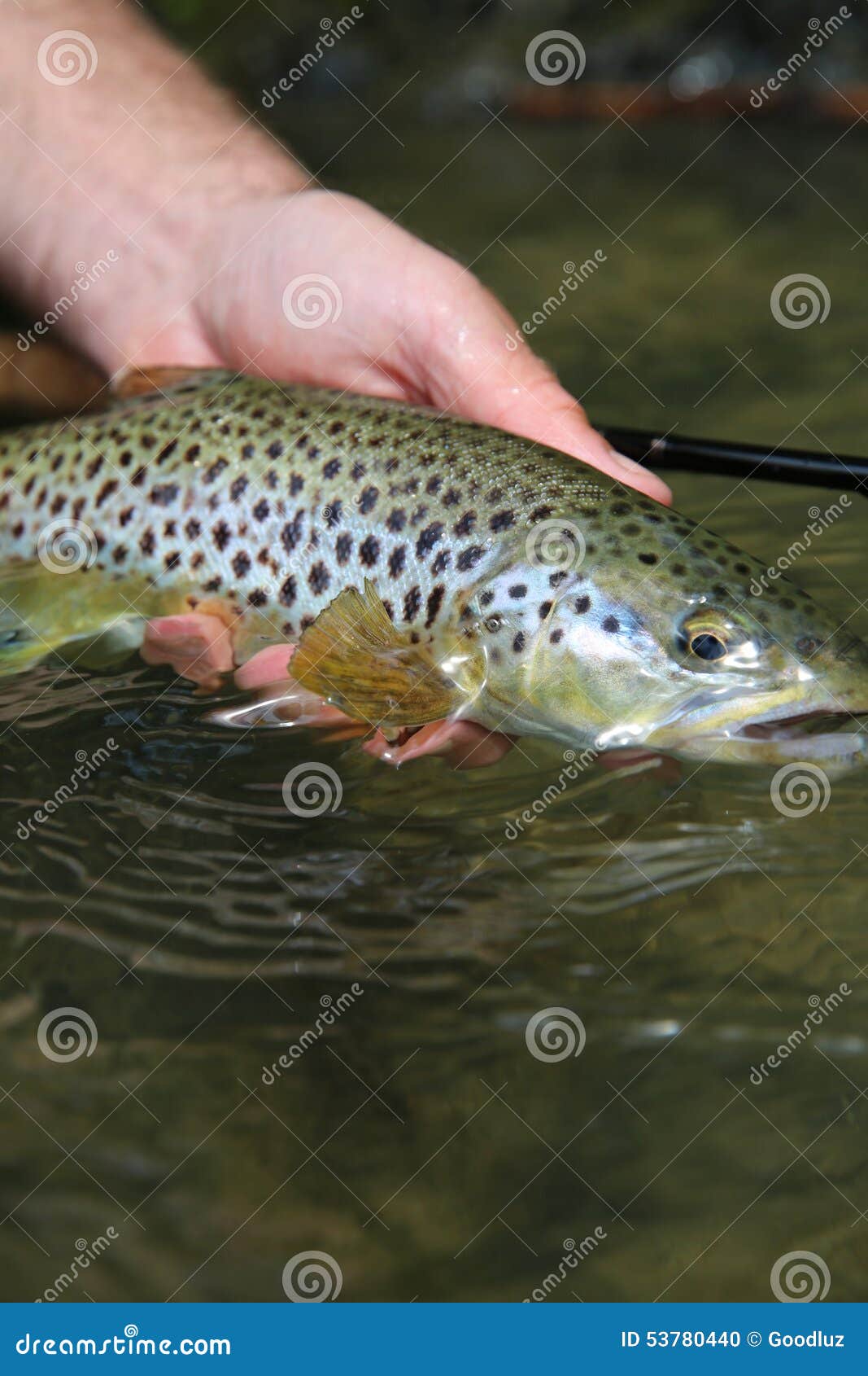 Closeup of Caught Brown Trout Stock Photo - Image of water, closeup ...