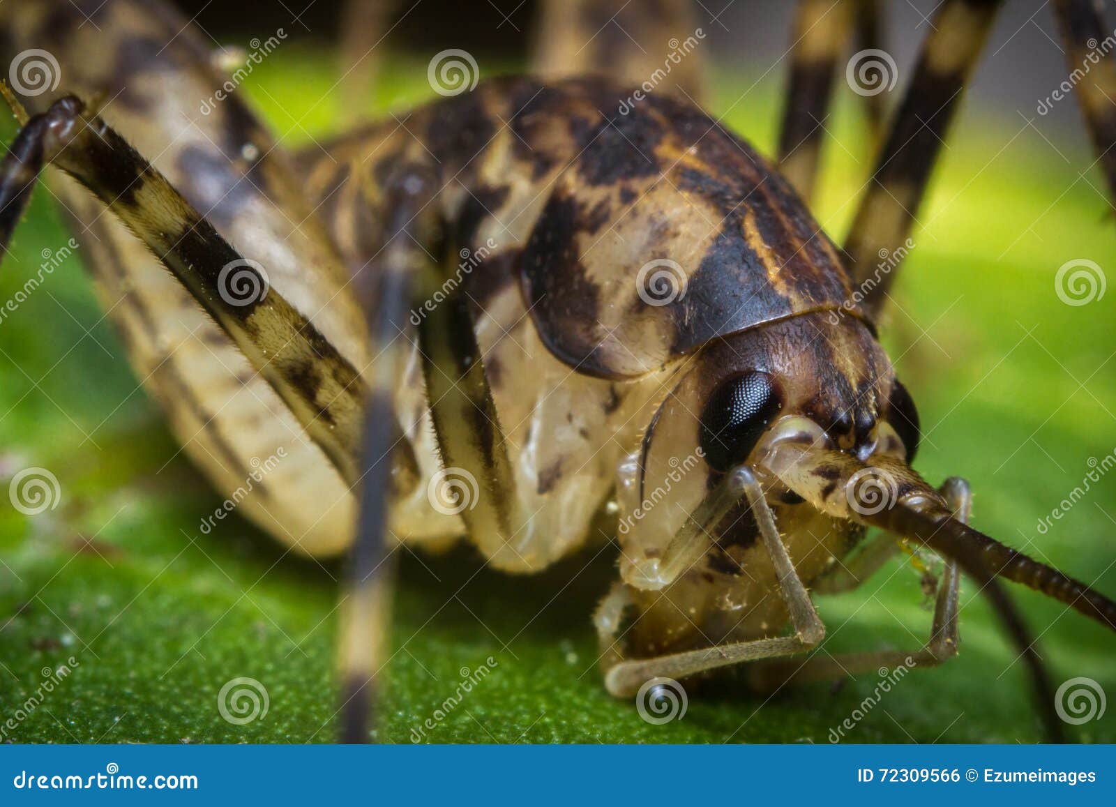 Closeup Cave Cricket stock photo. Image of large, closeup - 72309566