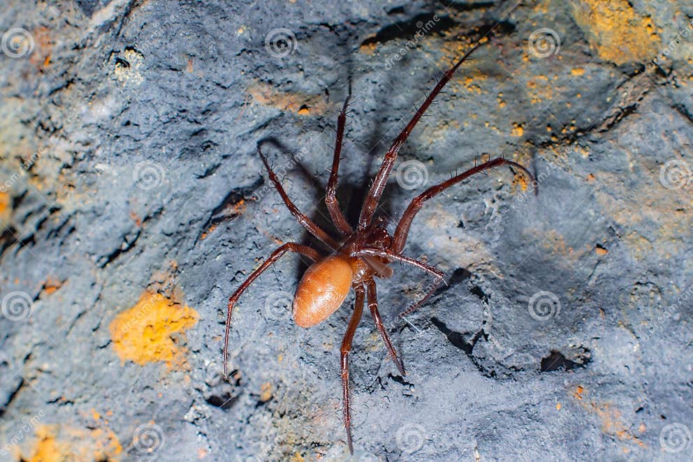 Closeup of a Cave Orbweaver Spider Stock Image - Image of predator, nature: 286420301
