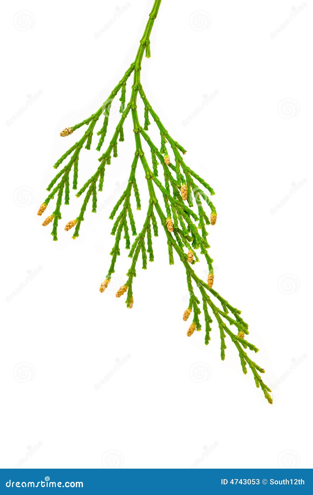Cedar Branch With Cones Stock Photography | CartoonDealer.com #16552202