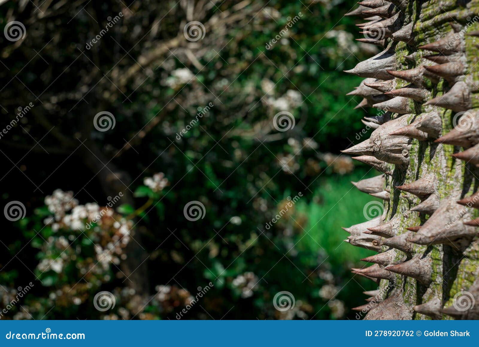Closeup of Ceiba Tree Thorn Trunk Stock Photo - Image of brown, closeup ...
