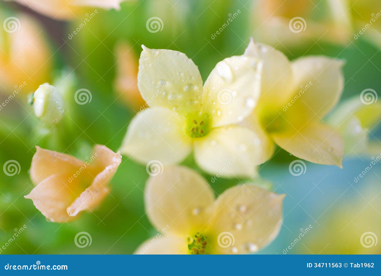 Closeup of Center of Yellow Flower with Water Droplets Stock Image ... Closeup of Center of Yellow Flower with Water Droplets Stock Image ...
