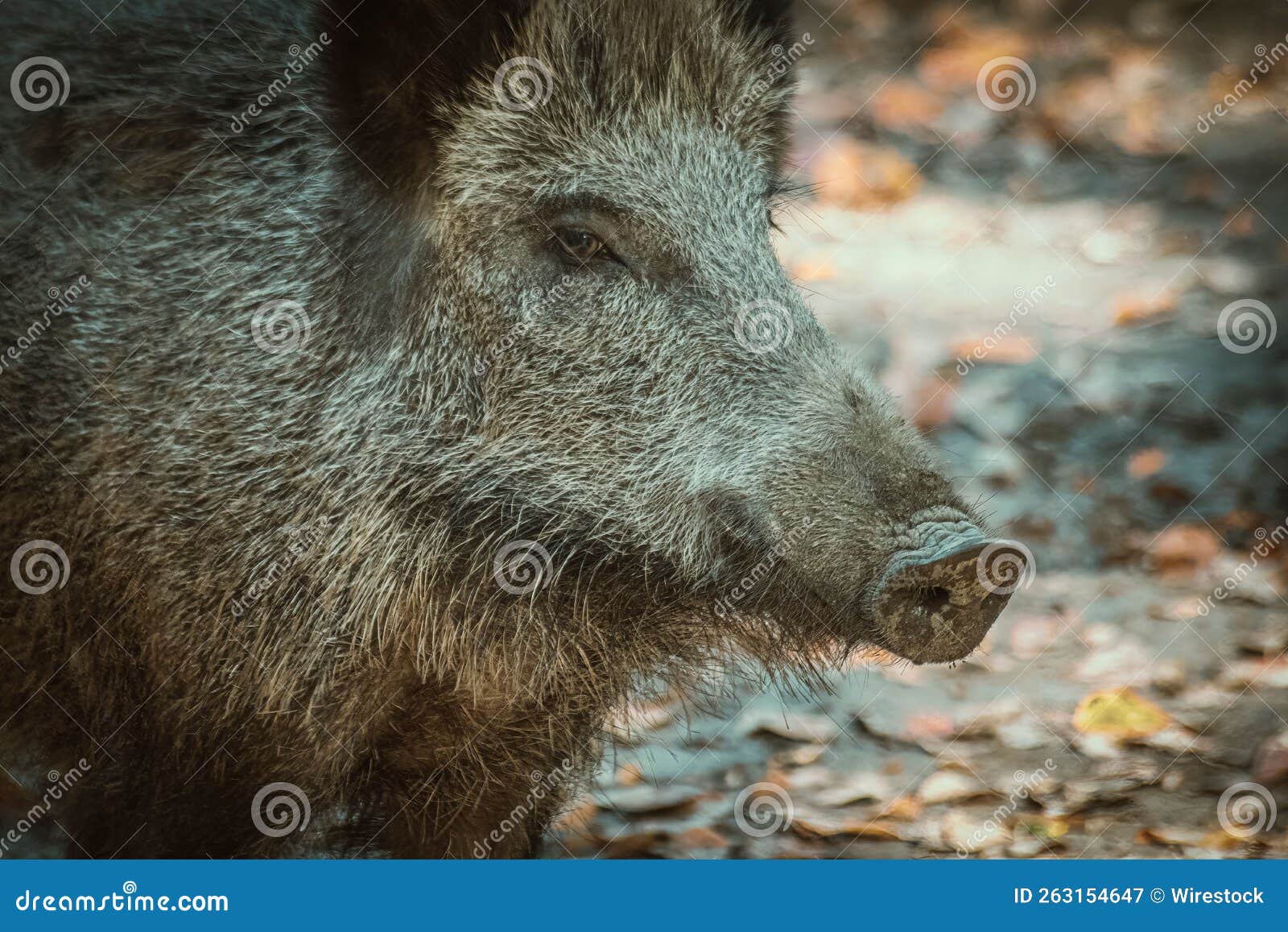 Closeup of a Central European Boar in the Zoo Park Stock Image - Image ...