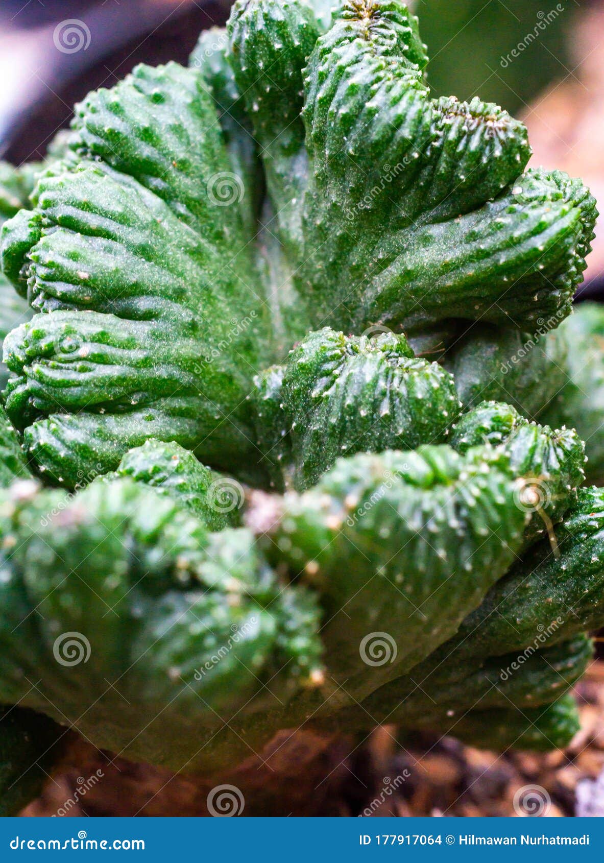 Closeup of Cereus Cactus Mutated Stock Photo - Image of flora, hobby ...