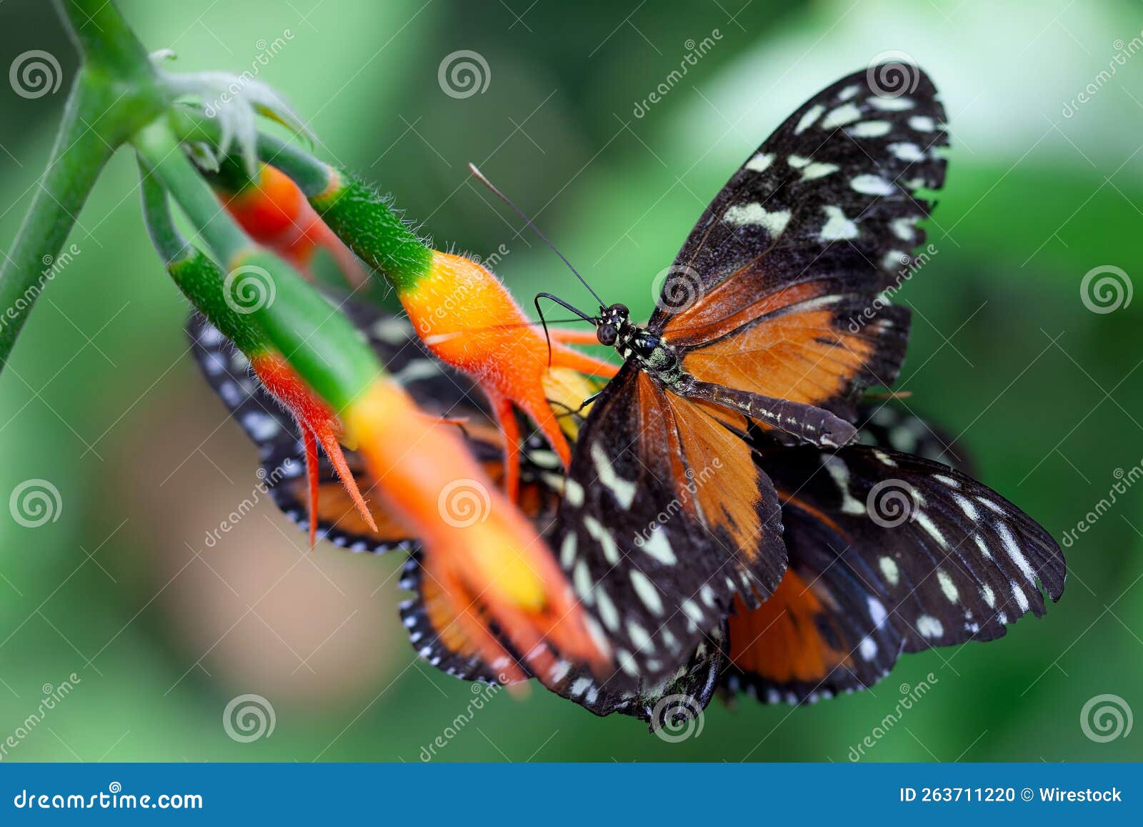 Closeup of a Cethosia Biblis (red Lacewing) on a Flower Stock Photo ...