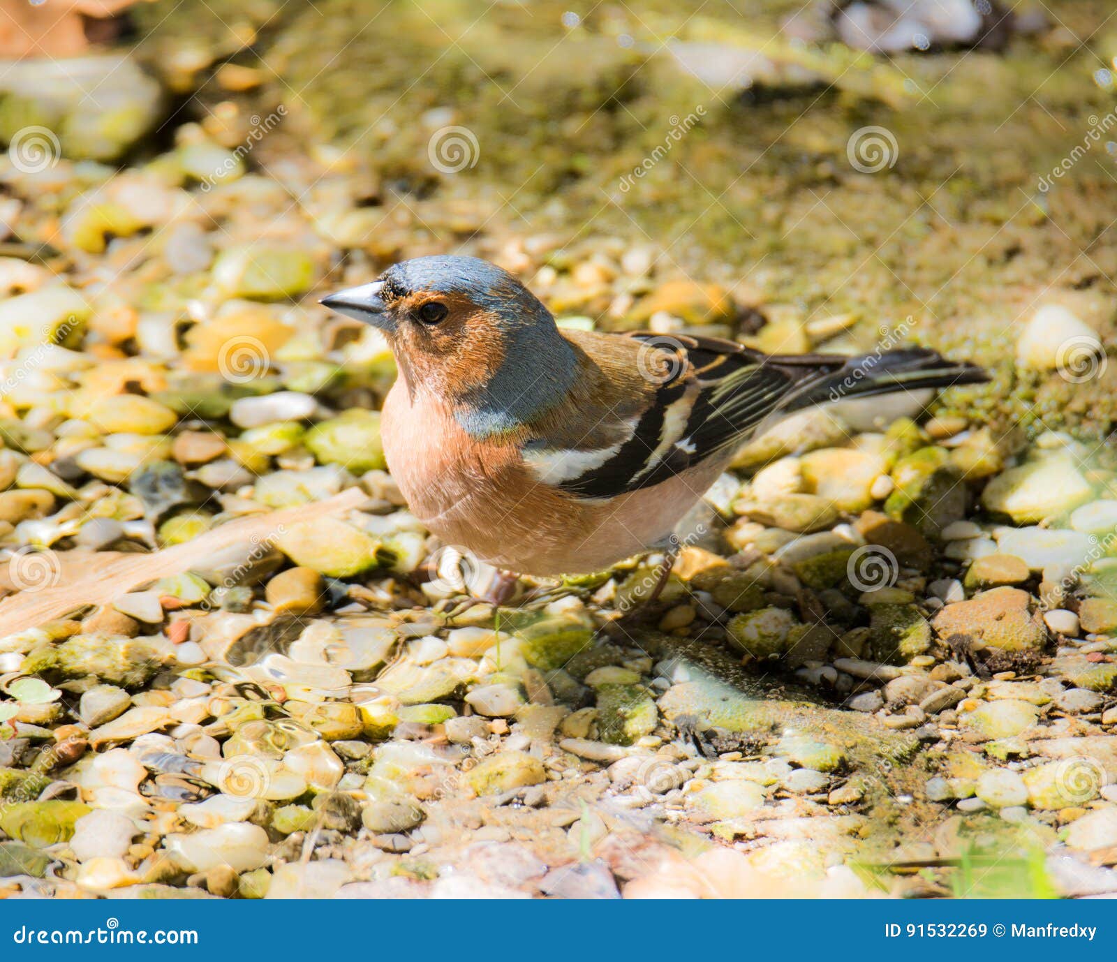 Closeup of a Chaffinch Bird Stock Image - Image of coelebs, animal ...
