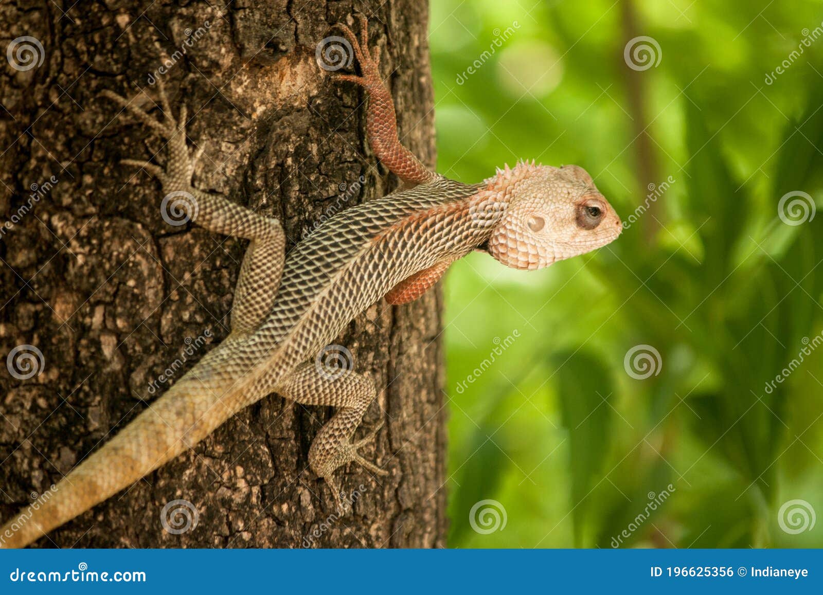 Chameleon on Tree on Isolated Background Stock Photo - Image of nature ...