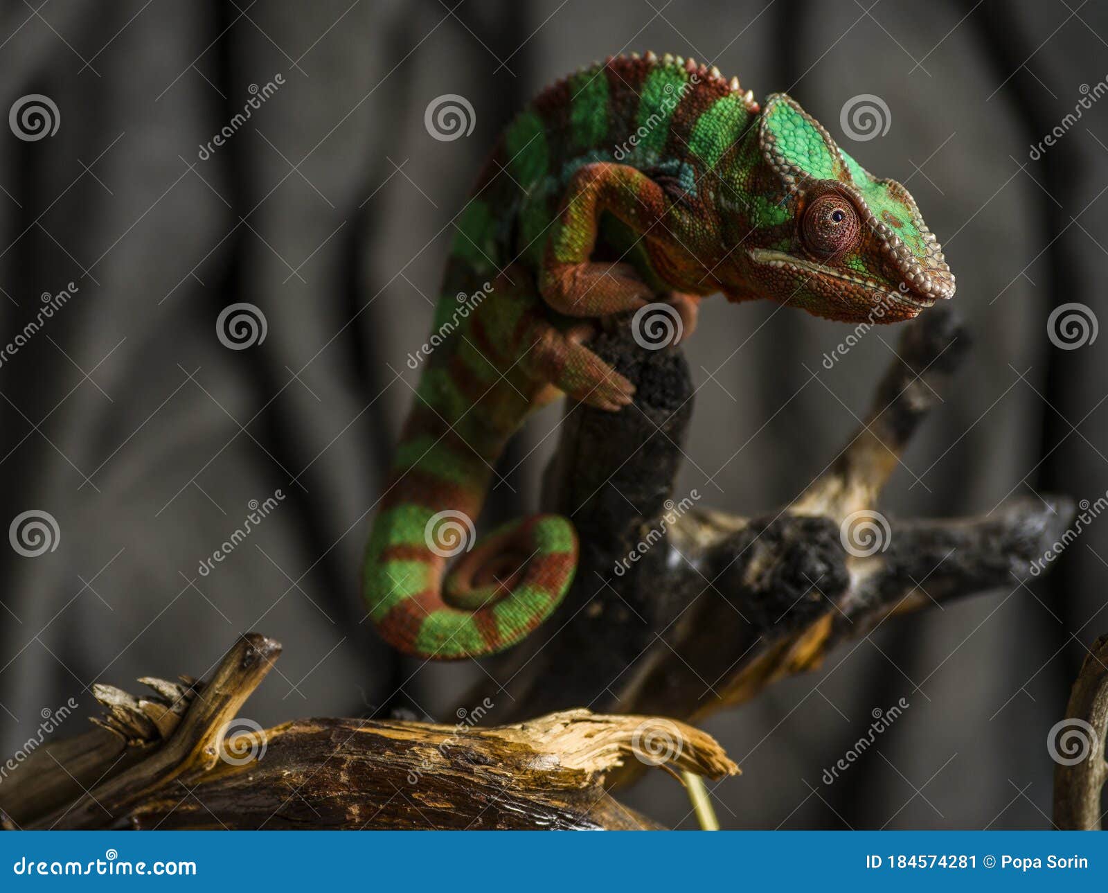 Chameleon on a tree branch stock image. Image of lizard - 184574281