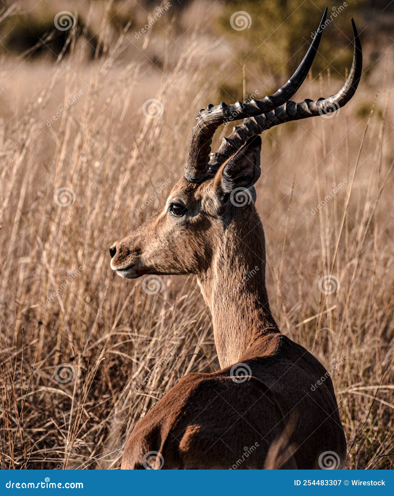 Closeup of a Charming Impala S Profile in the Field. Stock Image ...