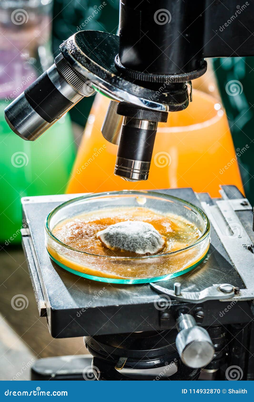 Checking the Growth of Molds in School Laboratory Stock Photo - Image ...