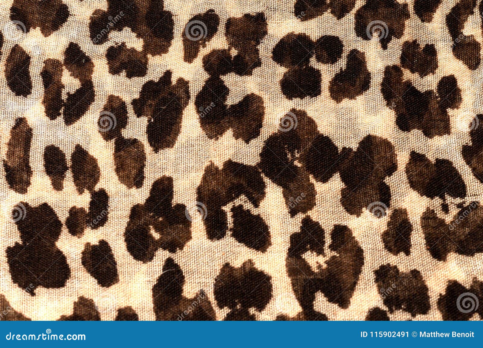 Closeup of Cheetah Print stock image. Image of exotic - 115902491