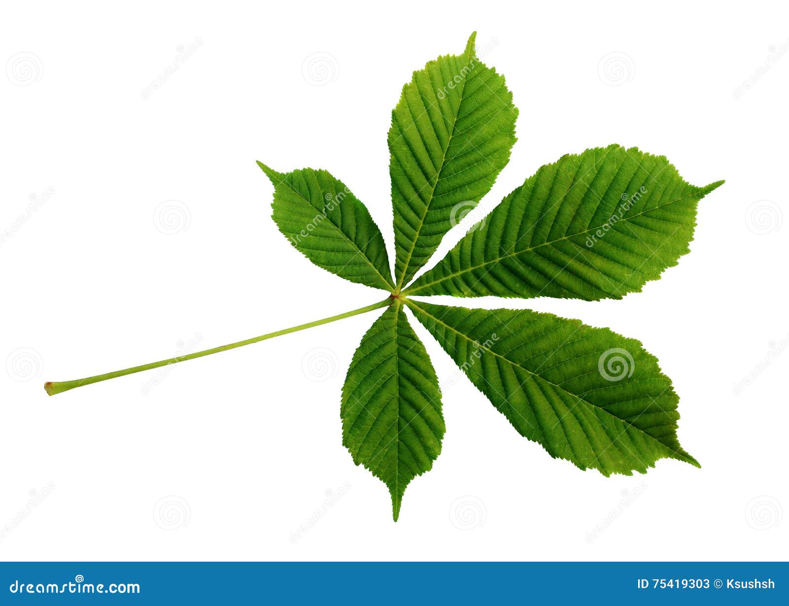 Closeup of chestnut leaf stock image. Image of foliage - 75419303