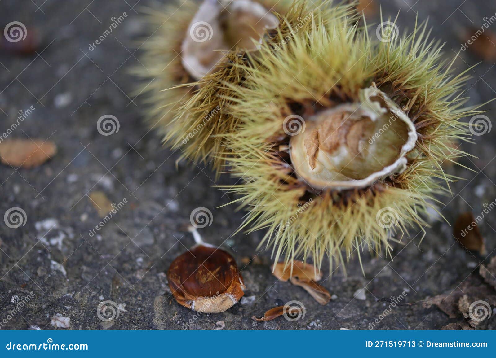 Closeup of a Chestnut Open and Lying on the Ground Stock Image - Image ...