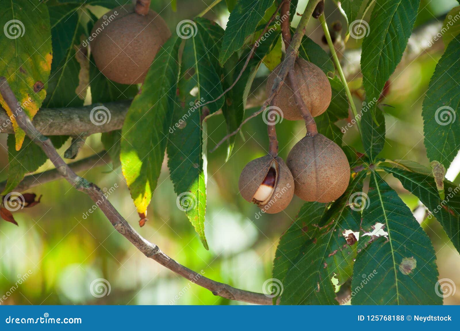 Chestnuts in Tree in the Forest Stock Photo - Image of food, chestnut ...
