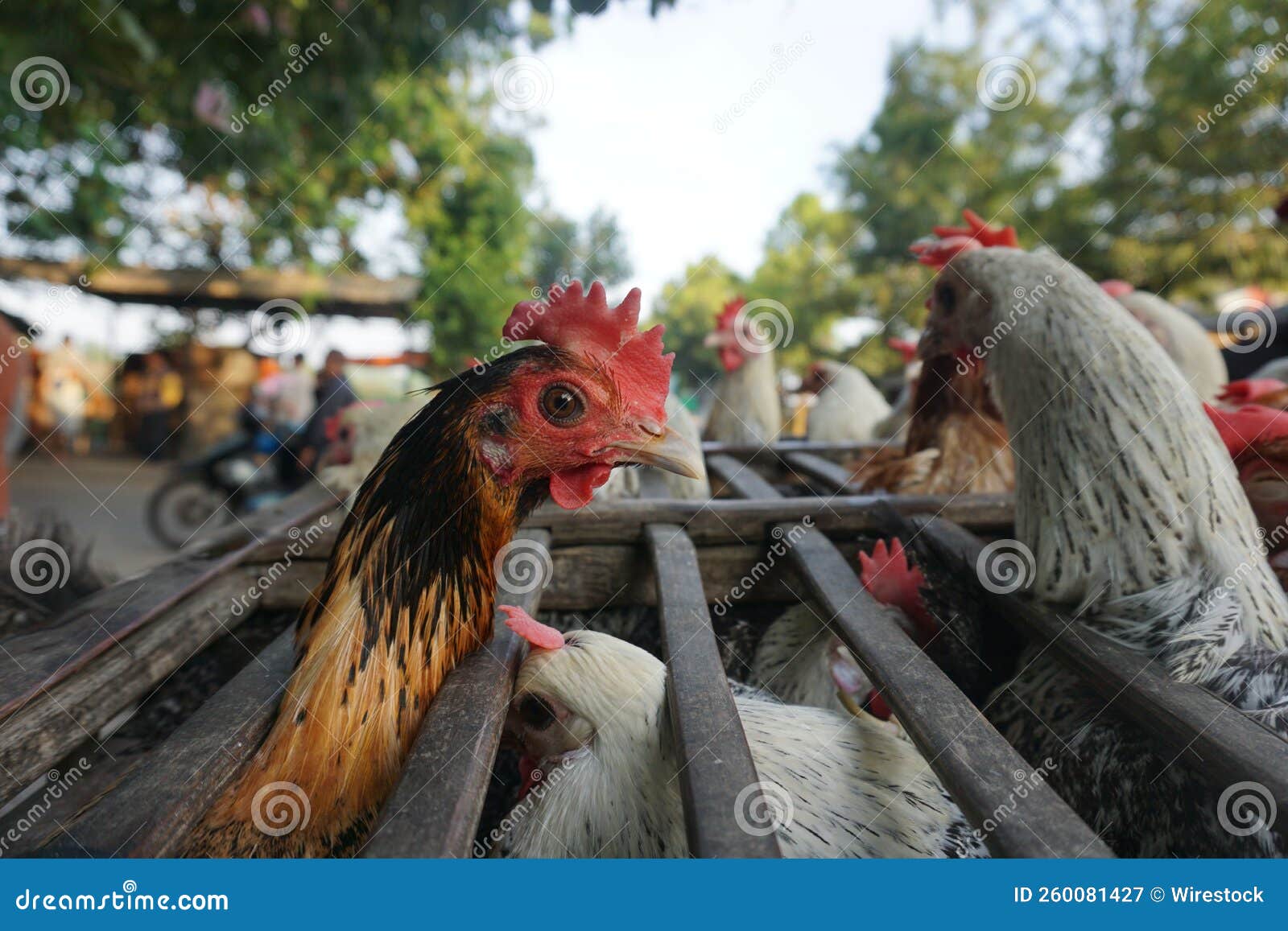 Closeup of Chickens in a Cage Stock Image - Image of agriculture ...