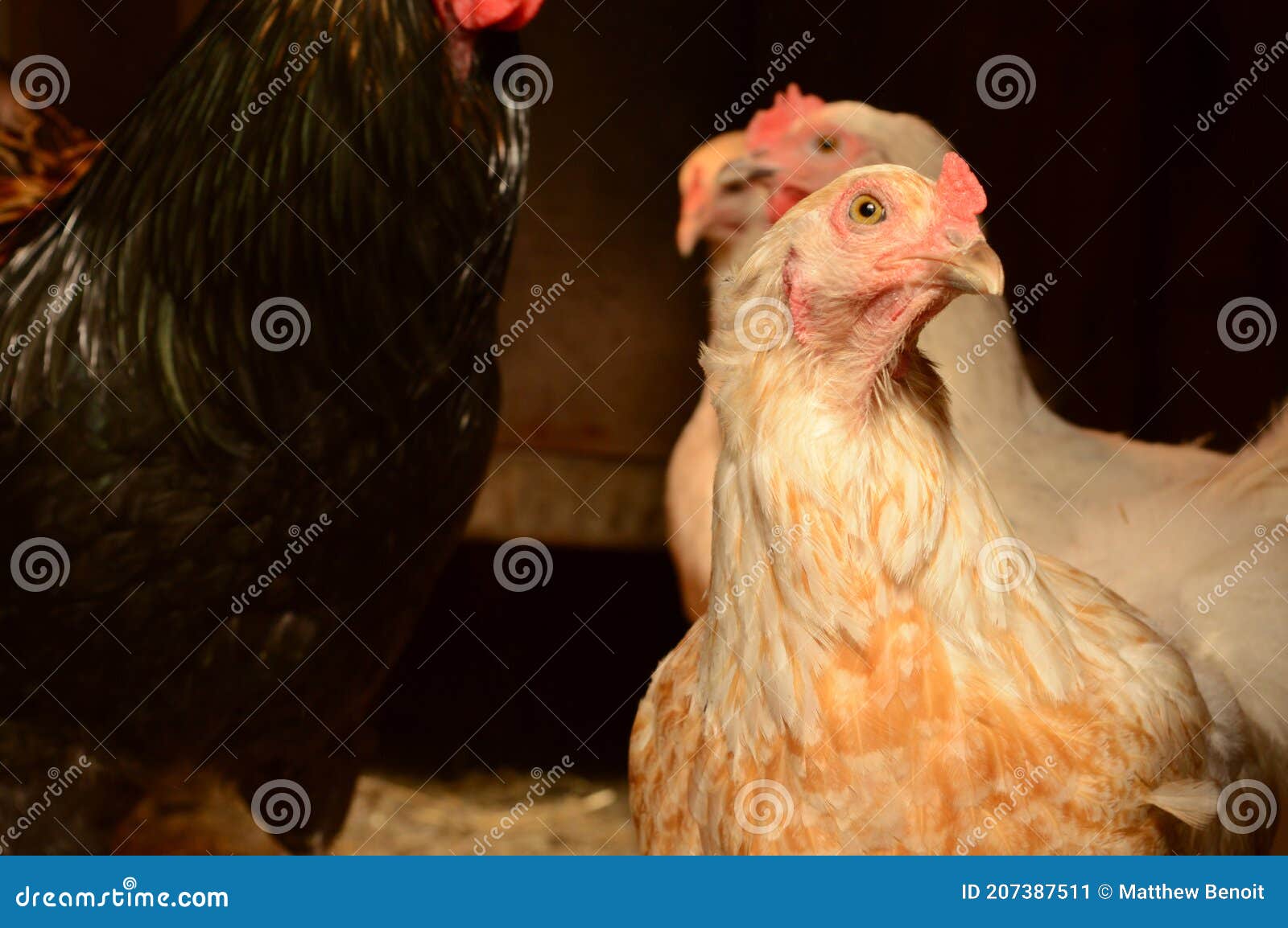 Inside the Chicken Coop stock image. Image of domesticated - 207387511