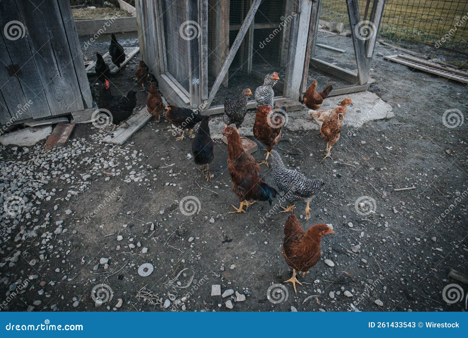 Closeup of Chickens Standing on Rocky Ground Stock Image - Image of ...