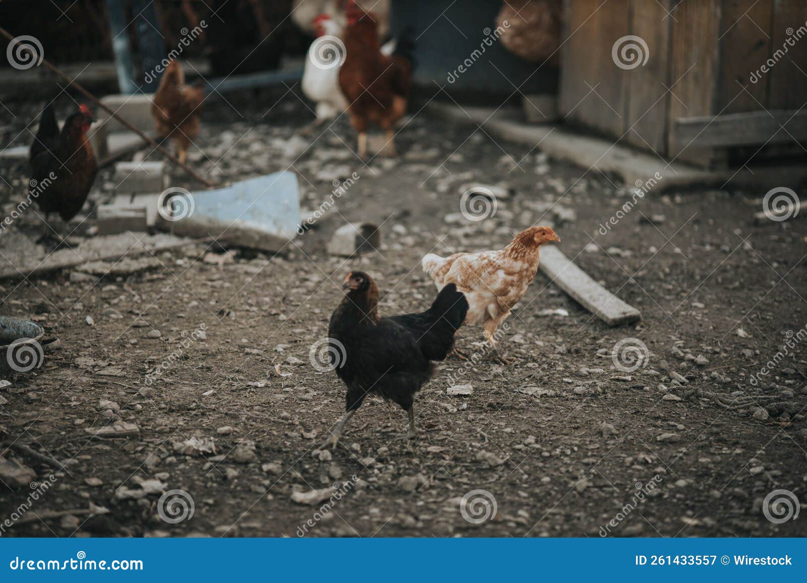 Closeup of Chickens Standing on Rocky Ground Stock Image - Image of ...