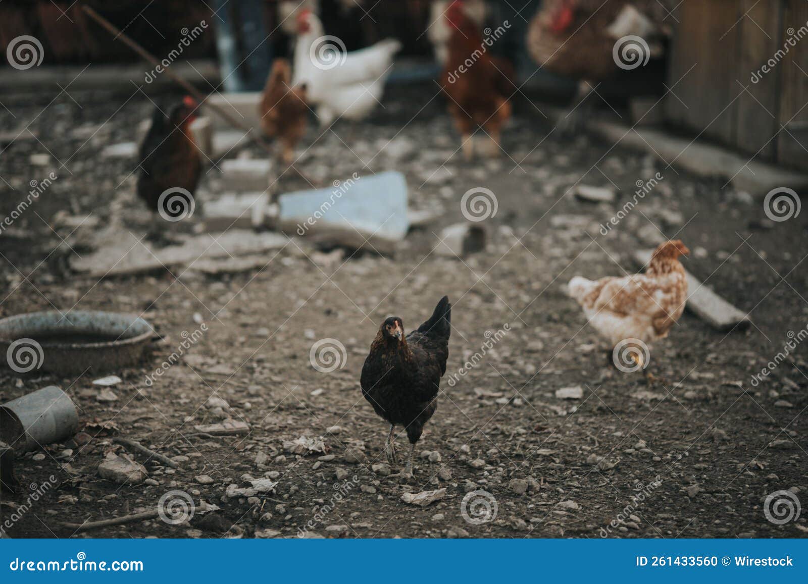Closeup of Chickens Standing on Rocky Ground Stock Photo - Image of ...