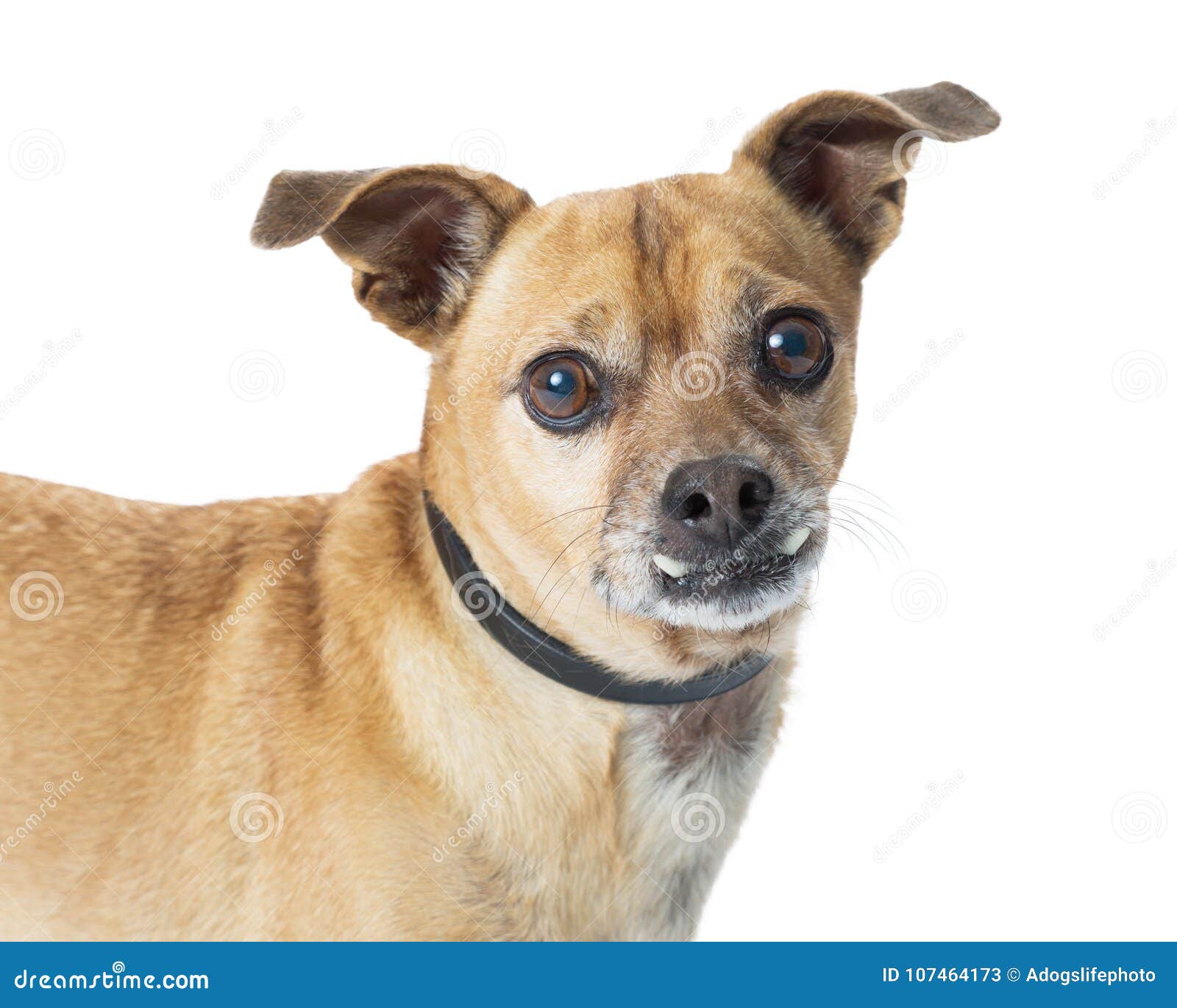 Closeup Chihuahua Dog with Underbite Stock Image - Image of portrait ...