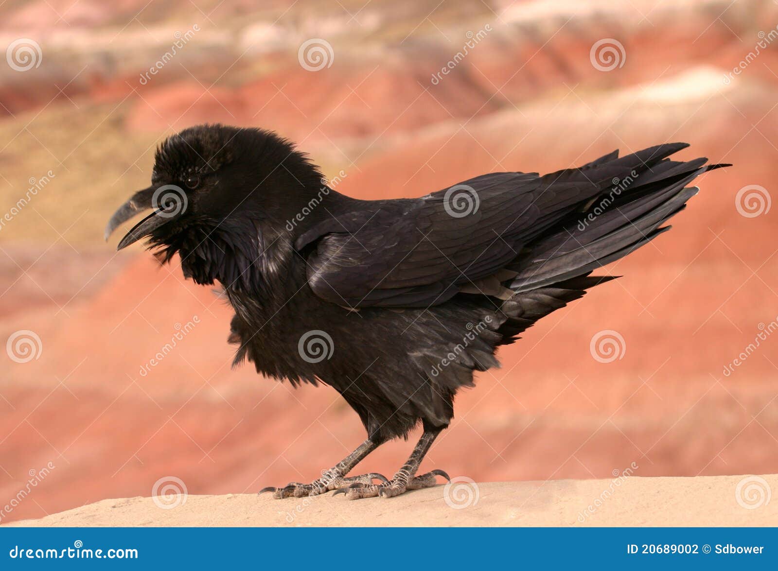 Closeup of a Chihuahuan Raven Stock Photo - Image of chihuanhuan ...