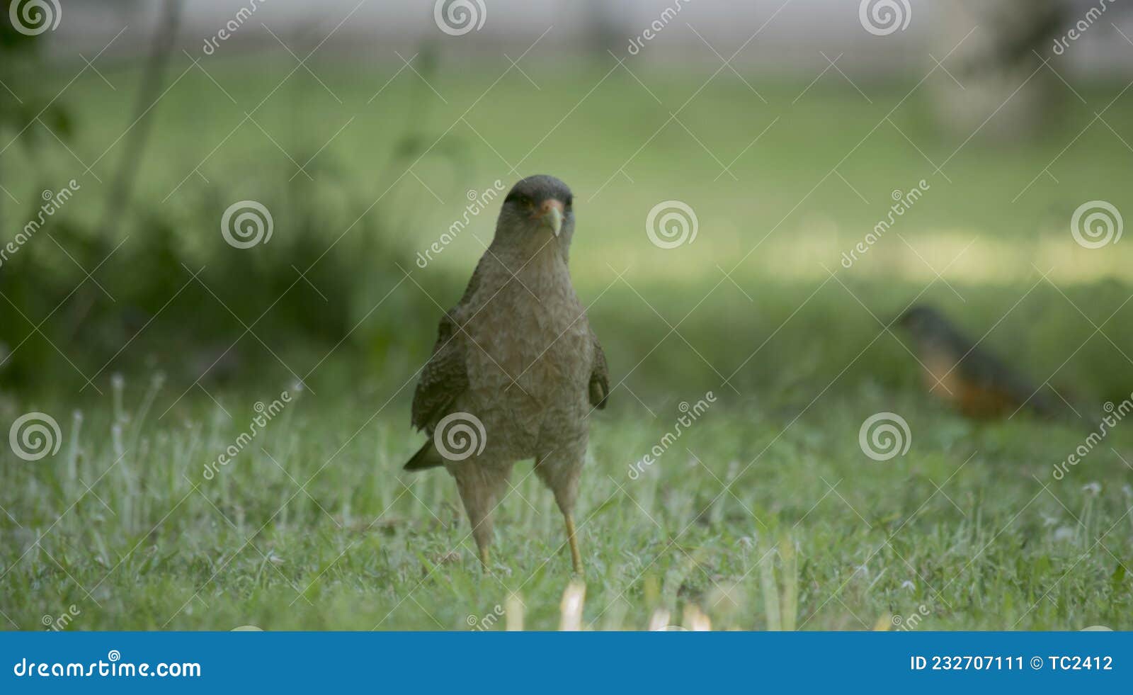 Closeup of a Chimango. Bird of Prey Stock Image - Image of caracara ...