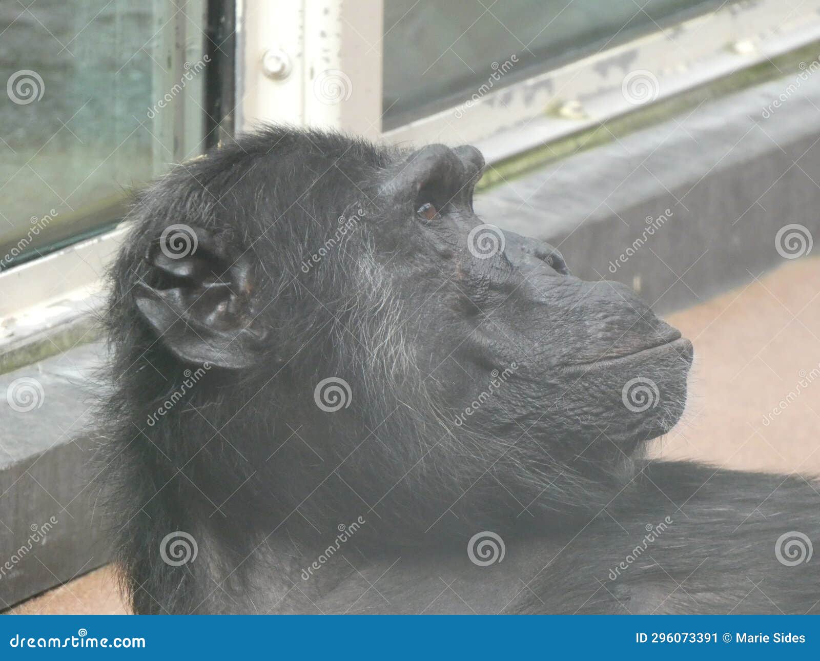 Close-up of a Chimpanzee Face in Profile Stock Image - Image of face ...
