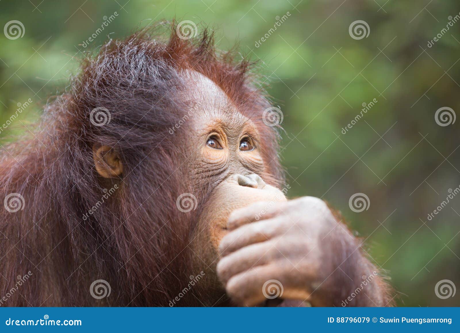 Monkey Thinking In A Cage Stock Photography | CartoonDealer.com #35279756
