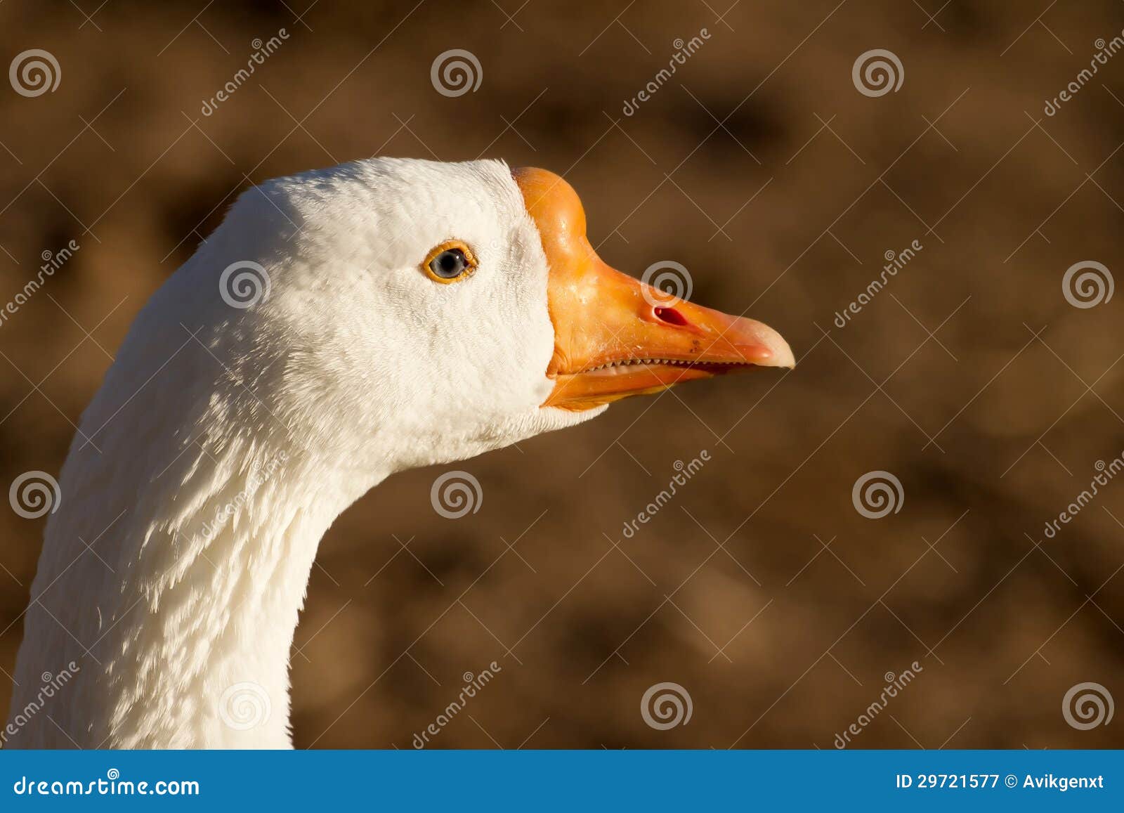 Chinese Swan stock image. Image of greenwinged, duck - 29721577
