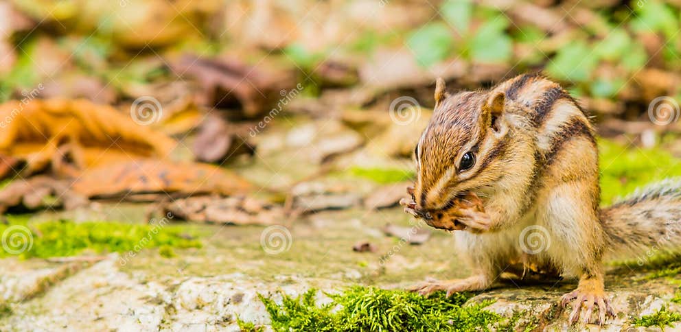 Closeup of Chipmunk Sitting on a Large Stone Stock Photo - Image of ...