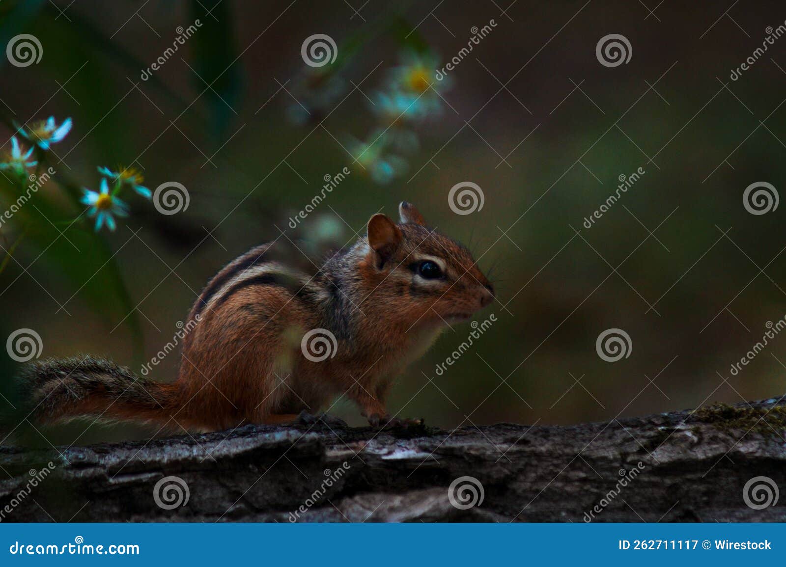 Closeup of a Chipmunk Sitting on Log Stock Image - Image of flowers ...