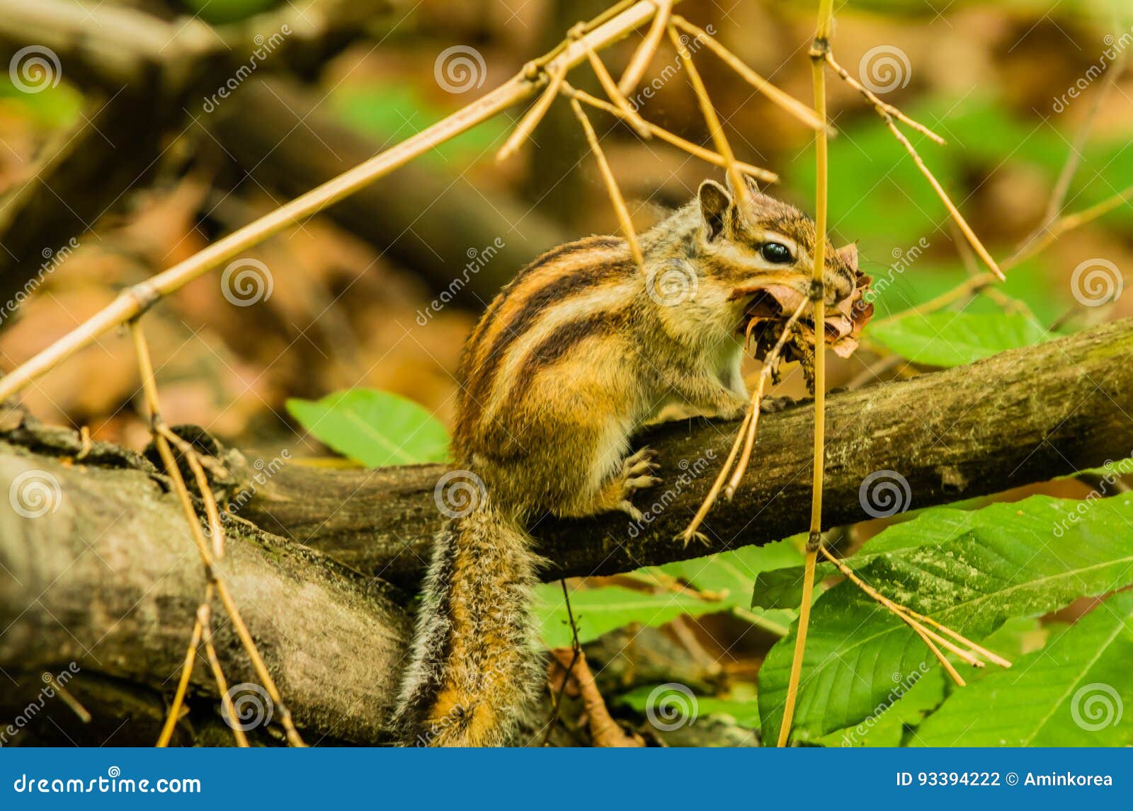 Closeup of Chipmunk Sitting on a Tree Branch Stock Photo - Image of ...