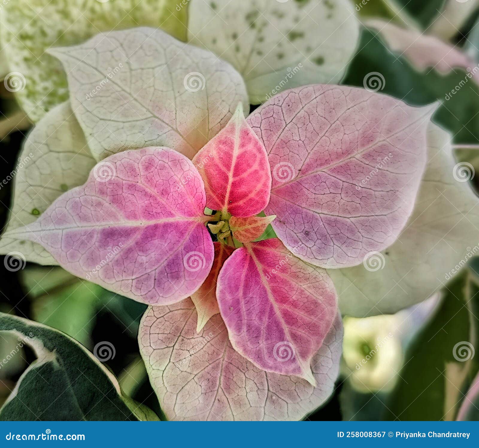 Closeup Chlorosis Leaves with Pink Highlighted Stock Image - Image of ...