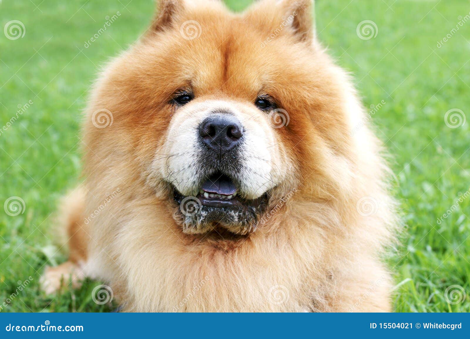Closeup Chow Chow face stock image. Image of chow, nature - 15504021