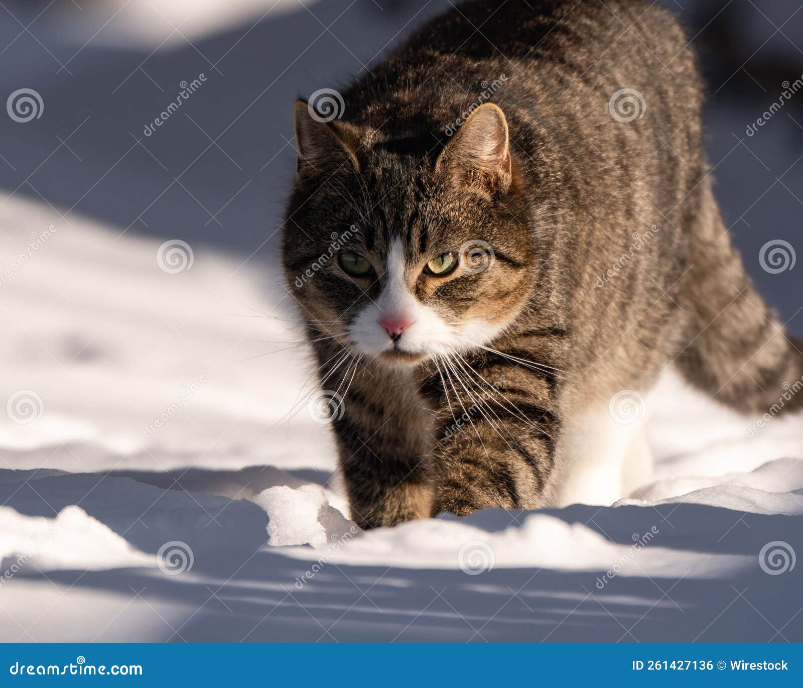 Closeup of a Chubby Tabby Cat Walking in the Snow Stock Photo - Image ...