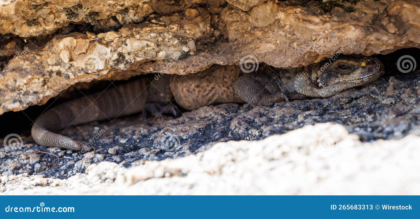 Closeup of Chuckwalla Lizard Under Rock Stock Image - Image of rocks ...
