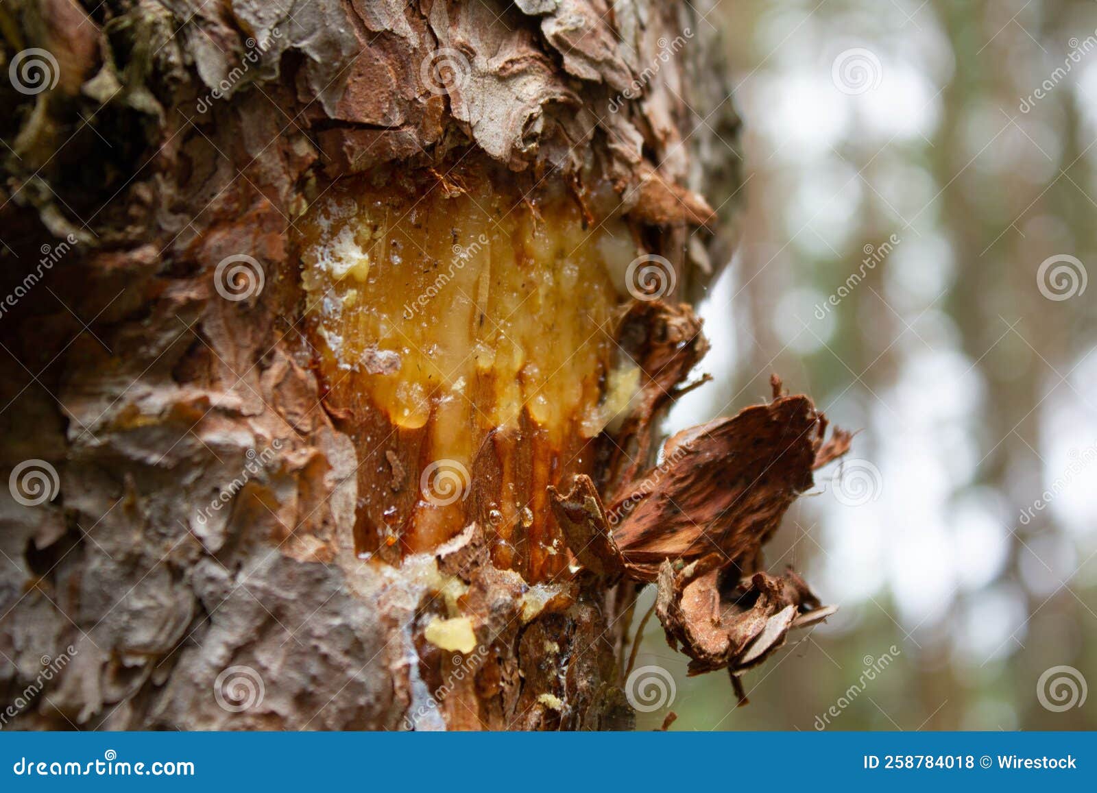 Gum Seeping Through He Bark Of A Wattle Tree Royalty-Free Stock ...