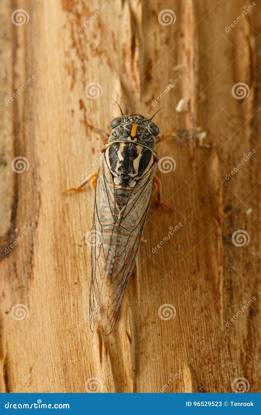 Cicada On Tree Truck In Forest Royalty-Free Stock Photo | CartoonDealer ...
