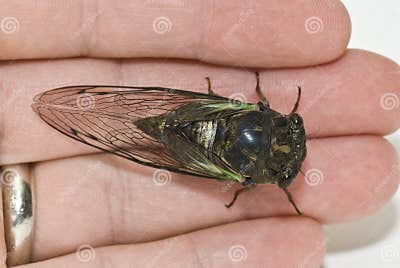 Closeup of a Cicada on a Hand Stock Photo - Image of molt, close: 14375286