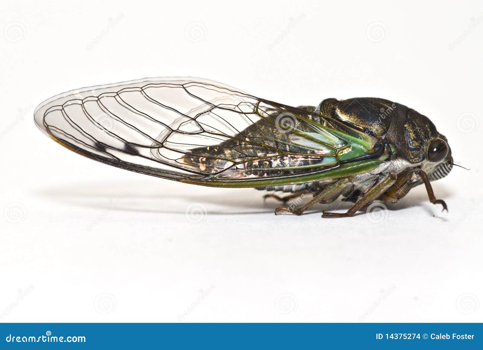 Closeup of a Cicada Isolated on White Stock Photo - Image of animal ...