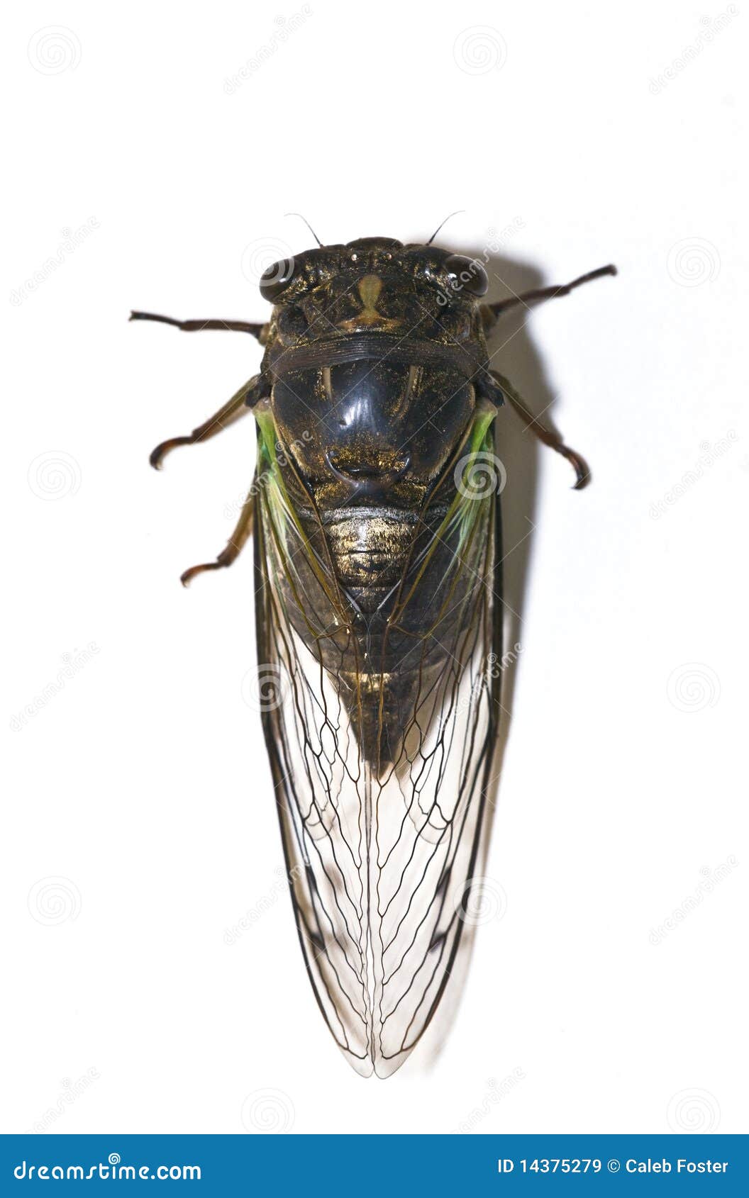 Closeup of a Cicada Isolated on White Stock Image - Image of isolated ...