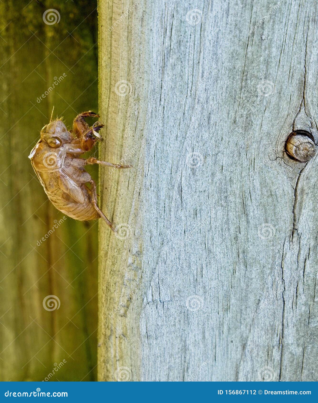 Closeup of cicada shell stock photo. Image of cicada - 156867112