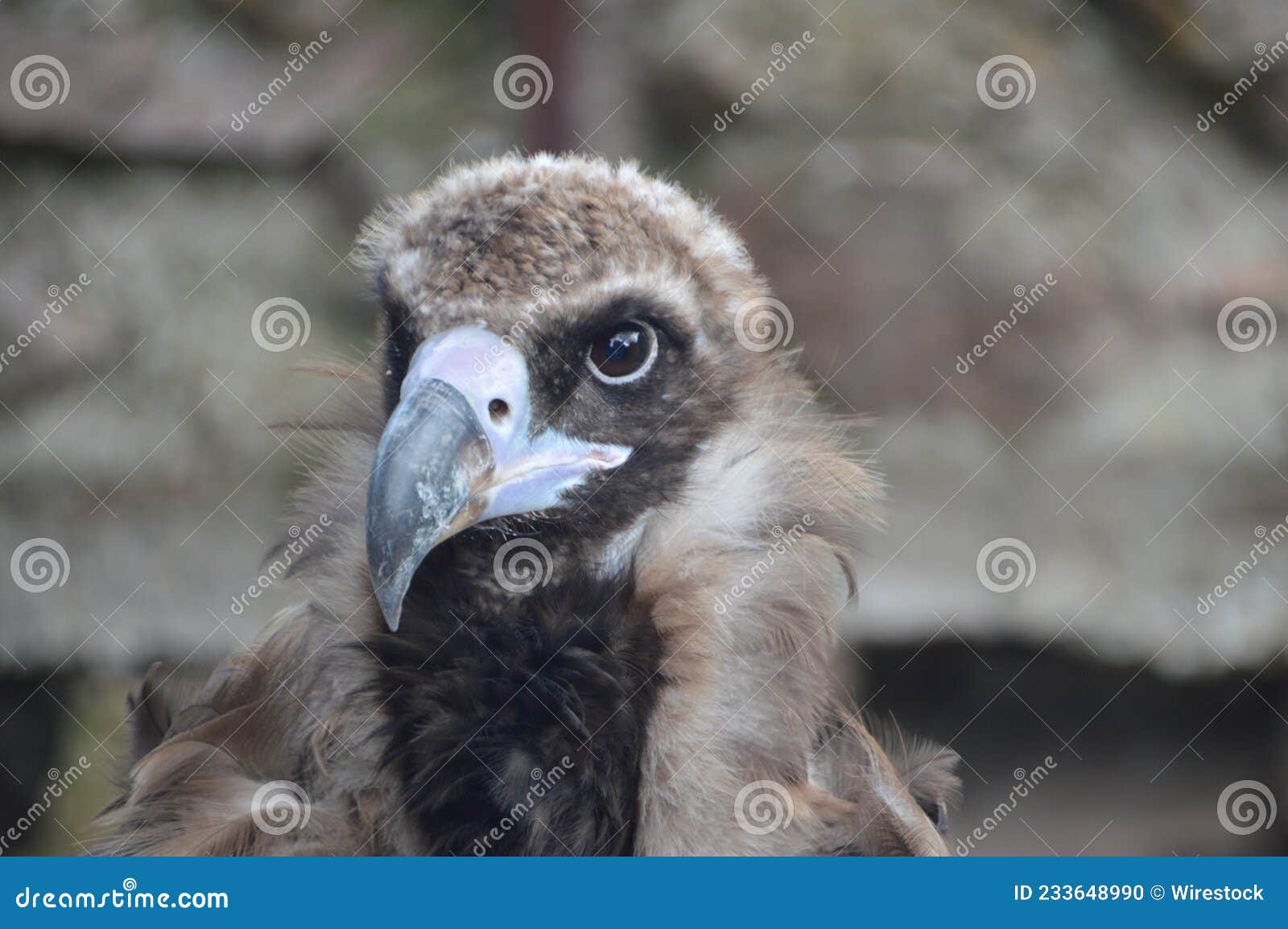 Closeup of the Cinereous Vulture Head. Stock Photo - Image of monachus ...