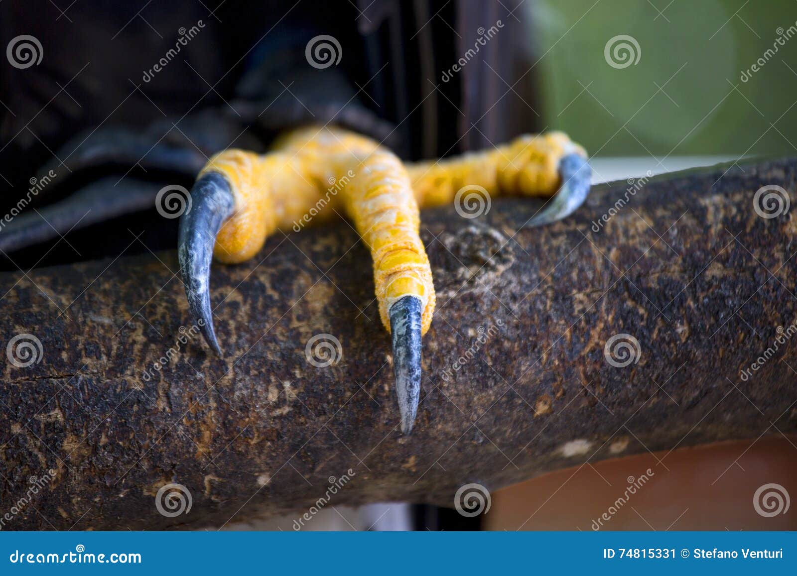 Closeup of a Claws of an White-headed American Bald Eagle Stock Image ...