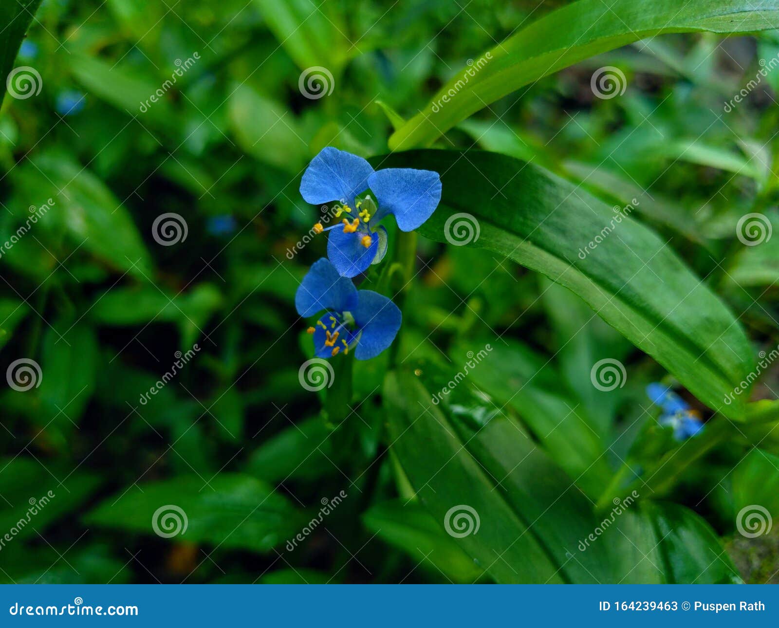Closeup of Climbing Dayflower or Spreading Dayflower Commelina Diffusa ...