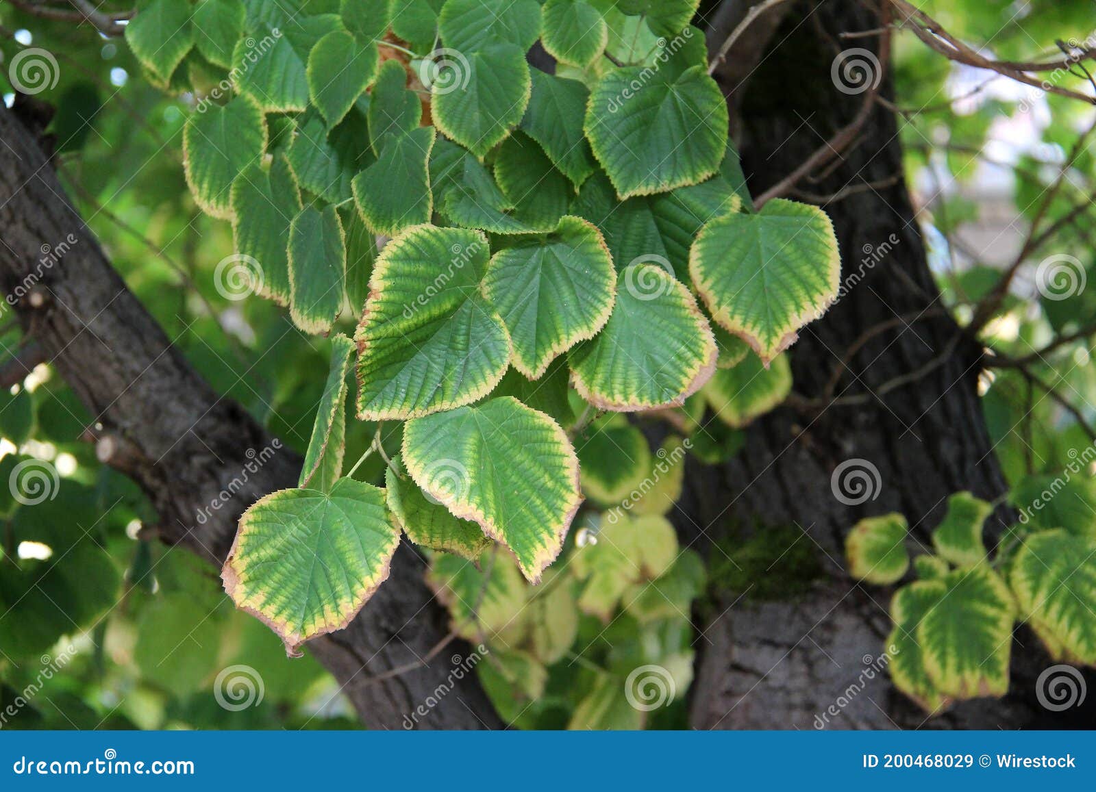 Closeup of a Climbing Hydrangea Anomala Miranda Tree Stock Image ...